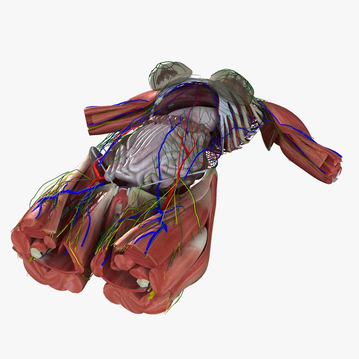 ultimate complete female torso 3d model