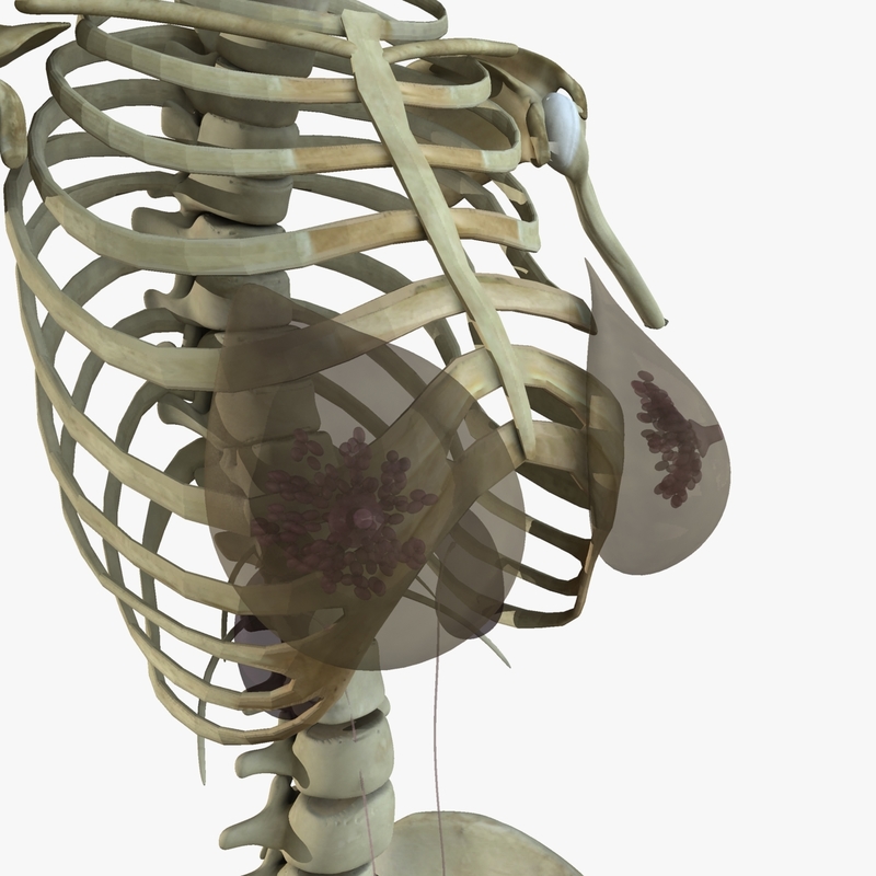 ultimate complete female torso 3d model