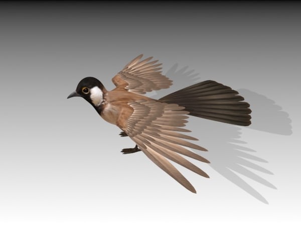 birds pack 3d max