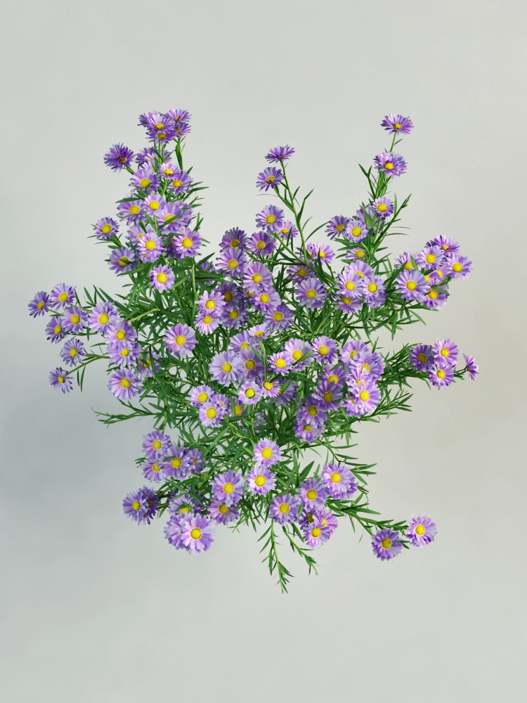 aster bush 3d model
