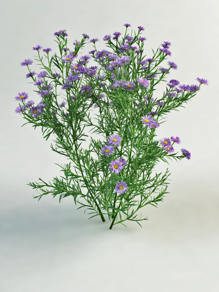 aster bush 3d model
