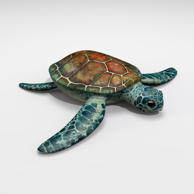3d-turtle