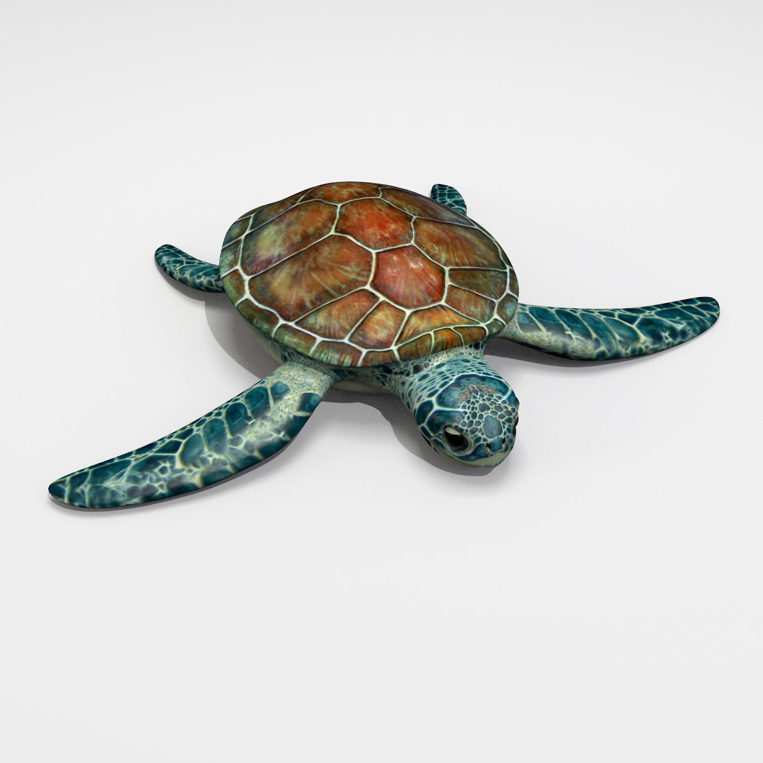 3d turtle
