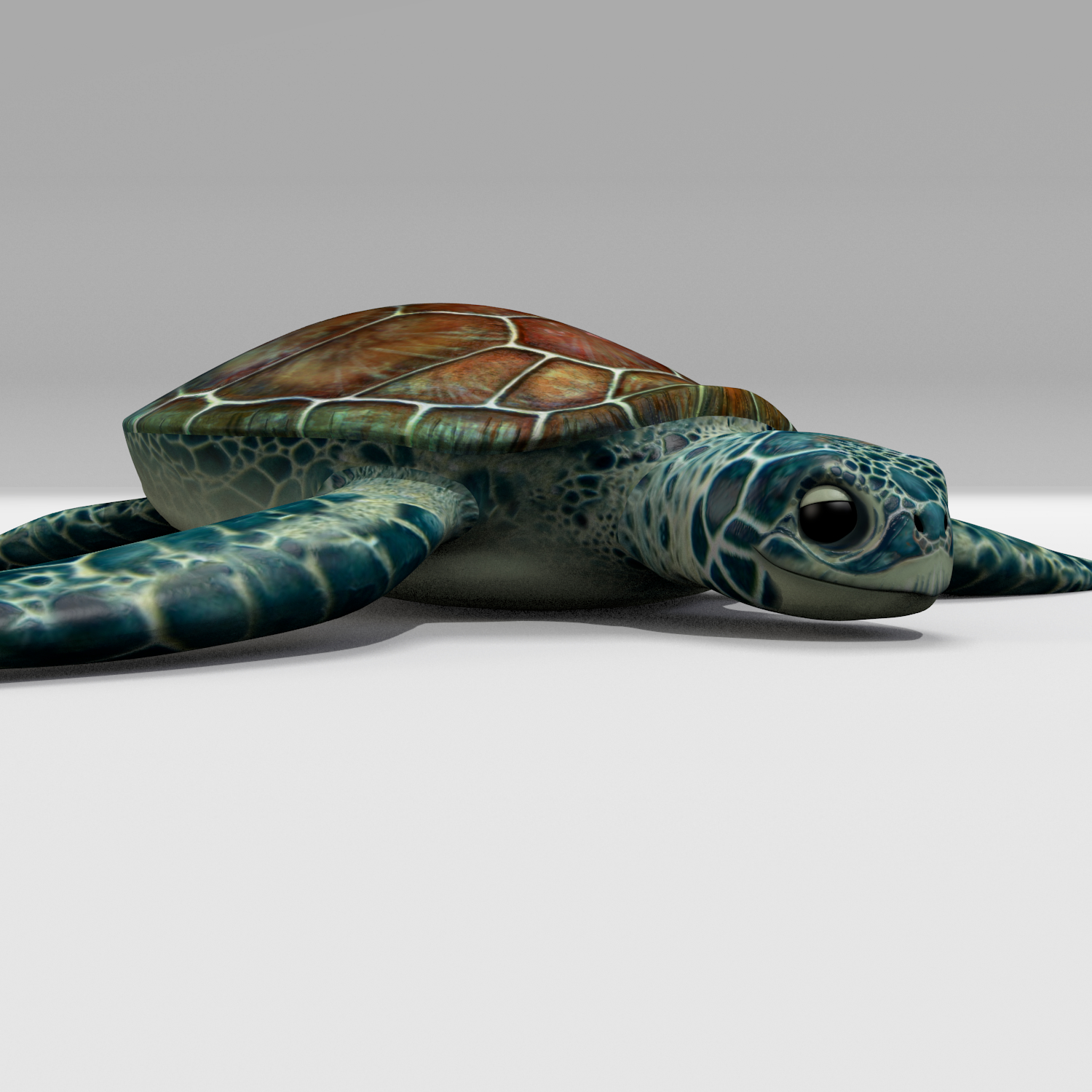3d turtle