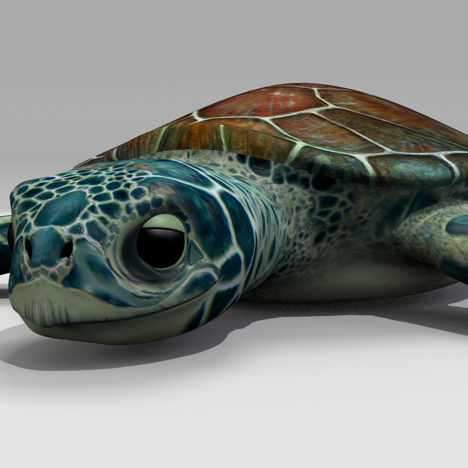 3d turtle