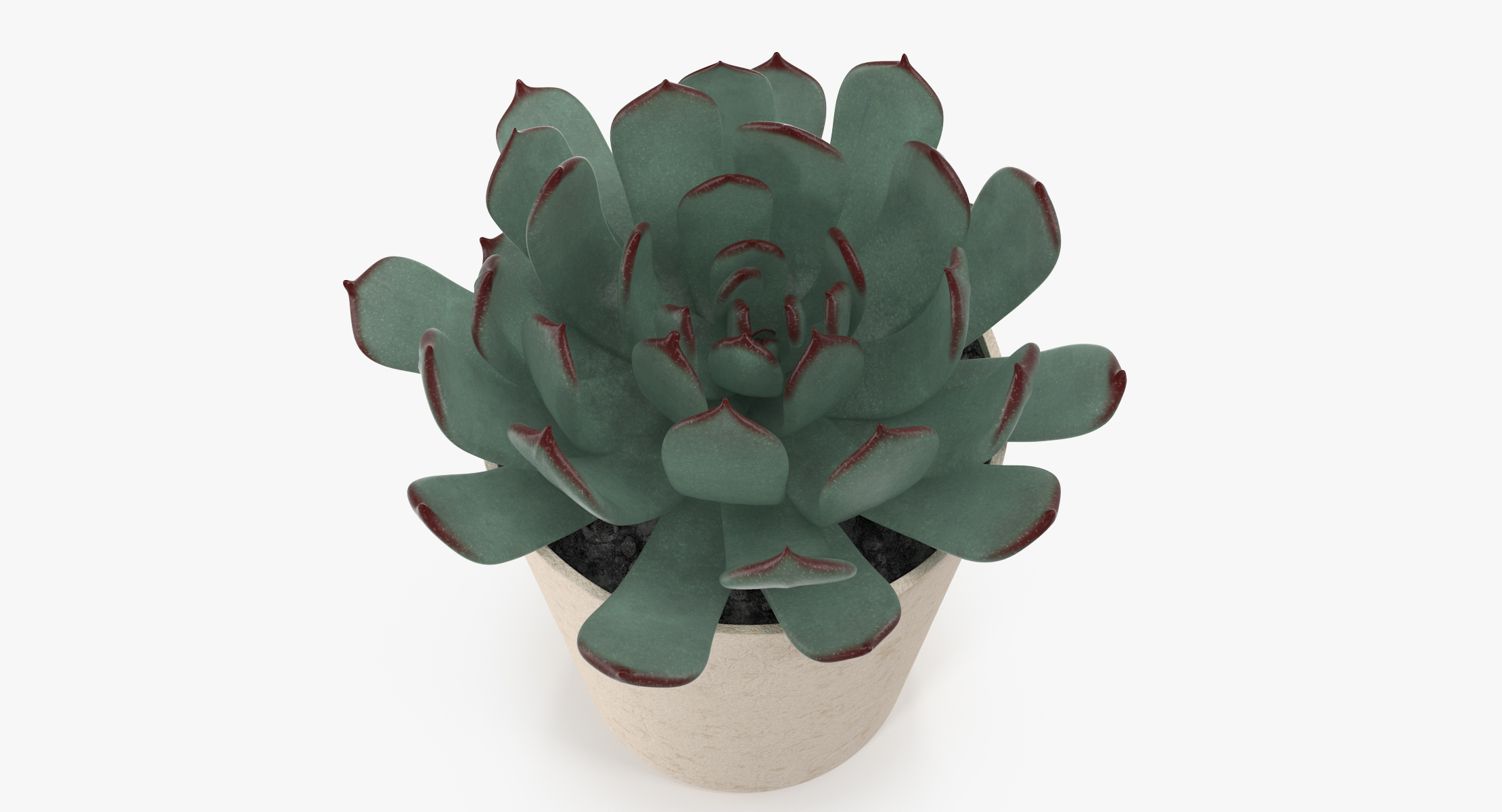 3d succulent