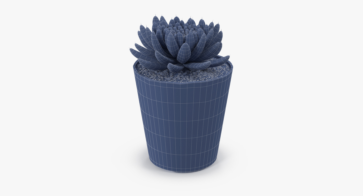 3d succulent 21
