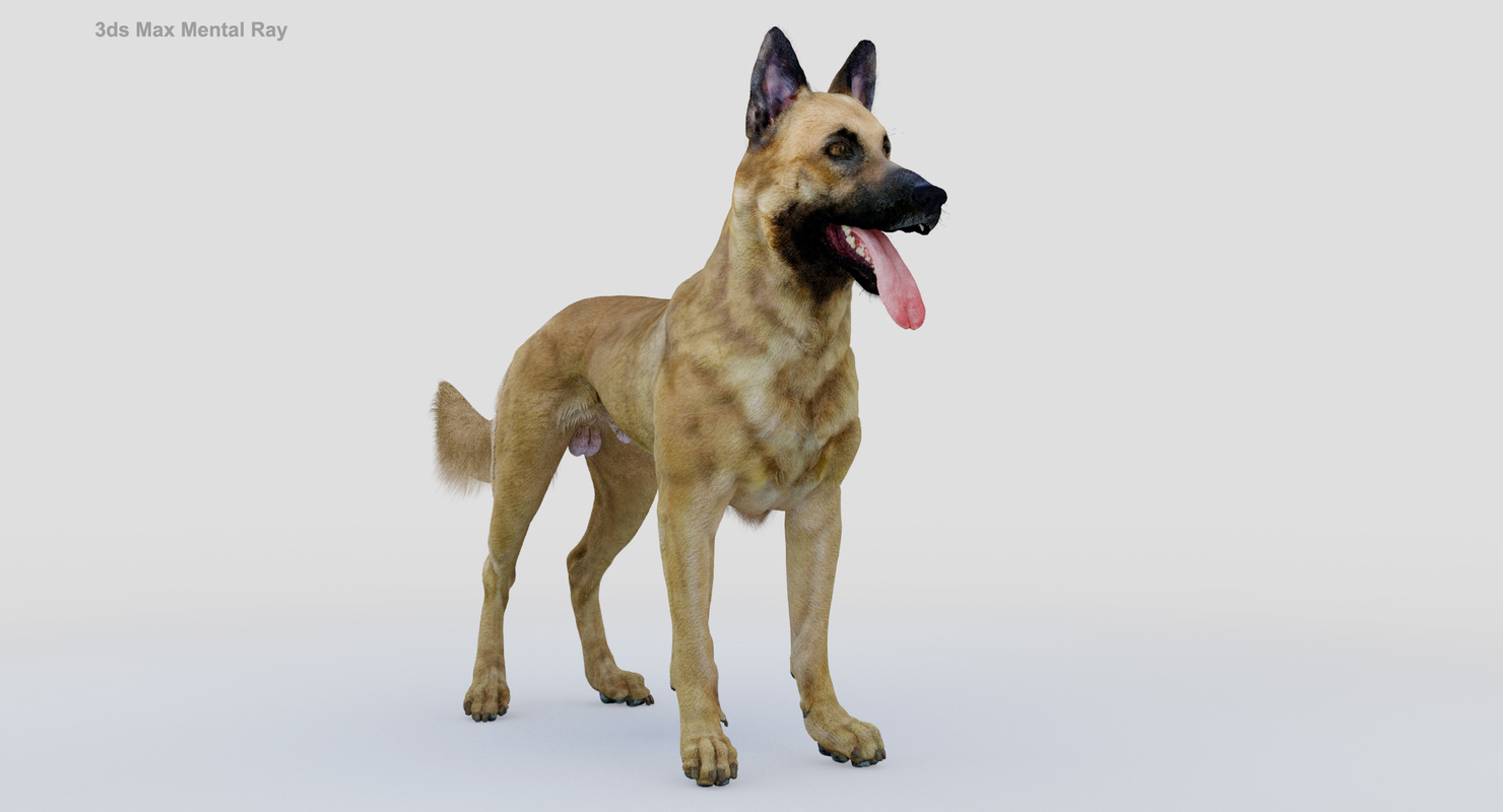 belgian shepherd dog fawn max