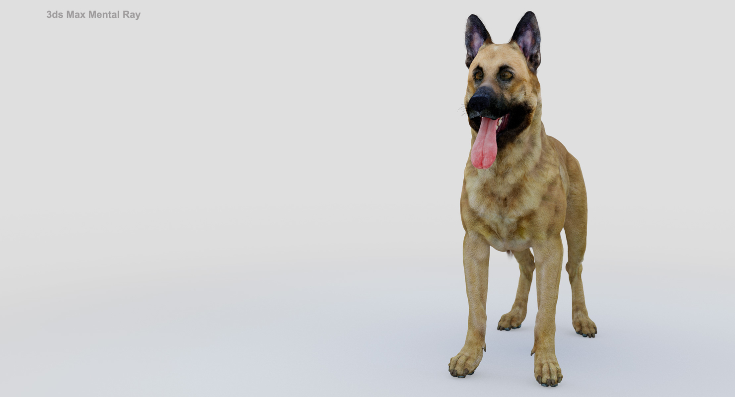 belgian shepherd dog fawn max