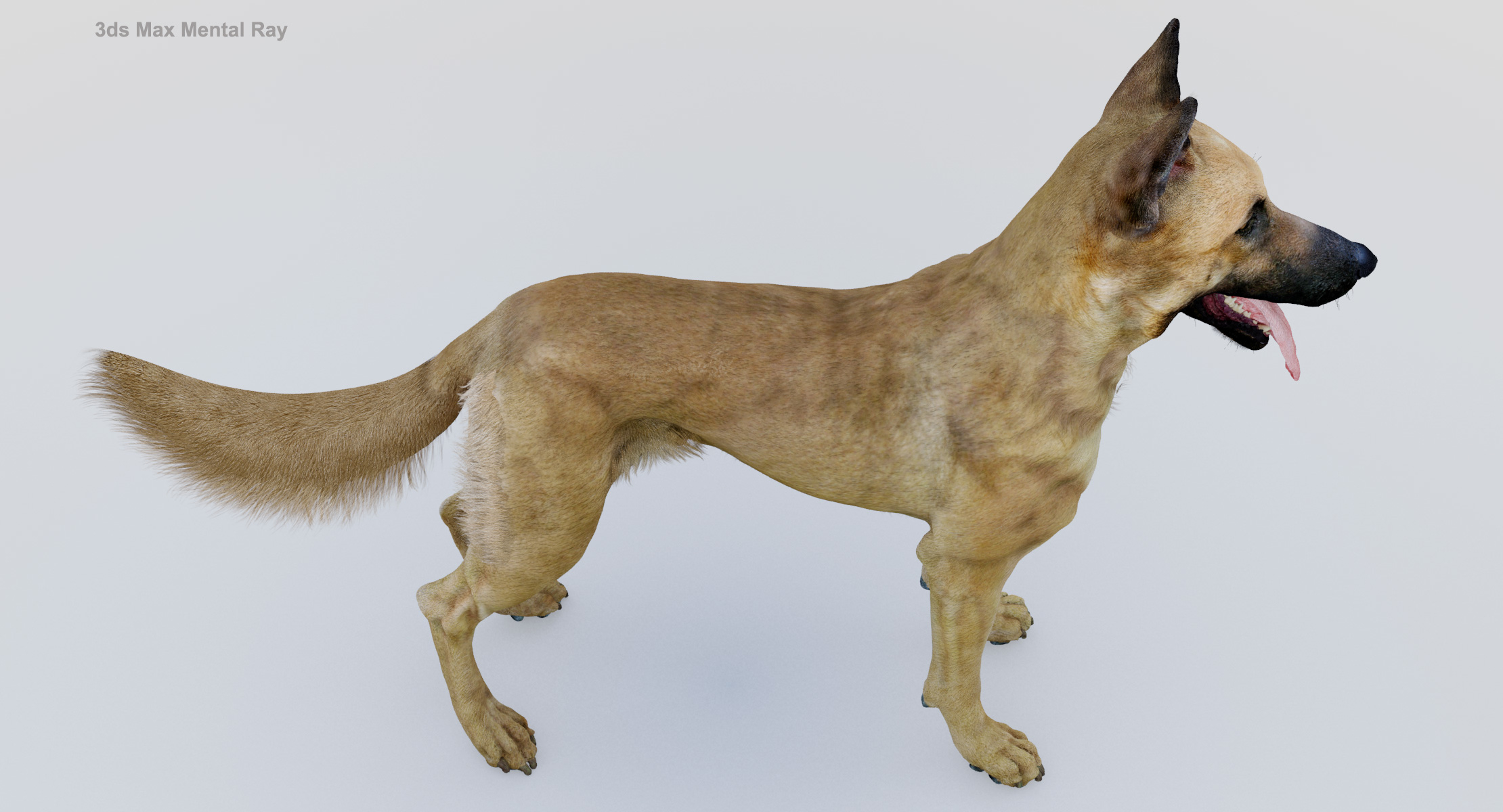 belgian shepherd dog fawn max