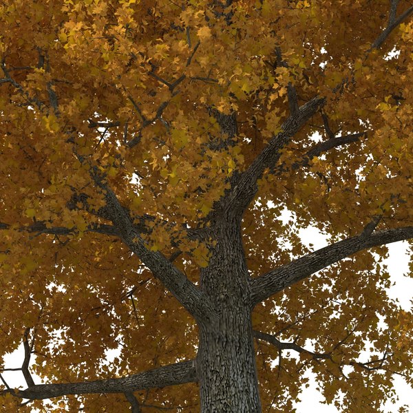 yellow poplar old tree 3ds