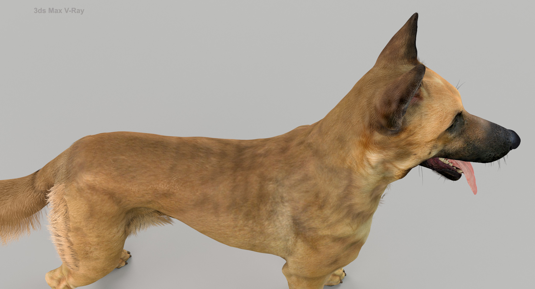 belgian shepherd dog fawn max