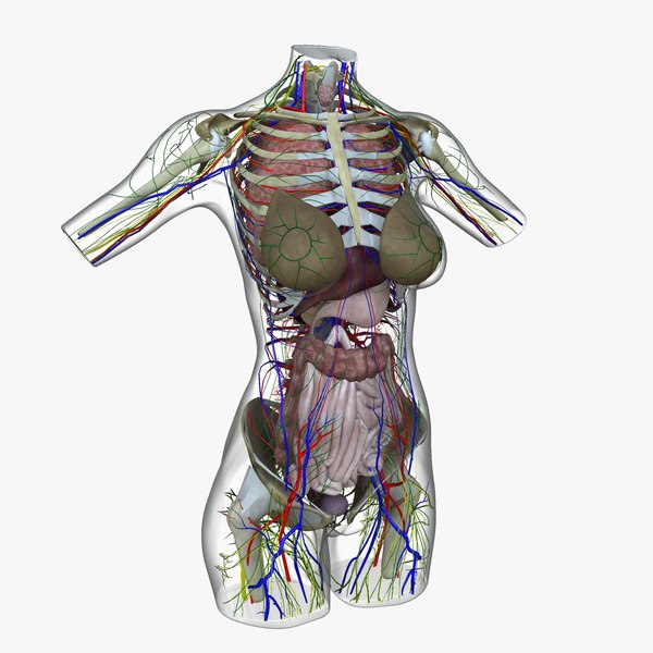 Anatomia do torso feminino americano africano Modelo 3D - TurboSquid 965309