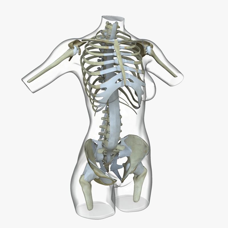 Afroamerikaner-weibliche Torso-Anatomie 3D-Modell - TurboSquid 965309