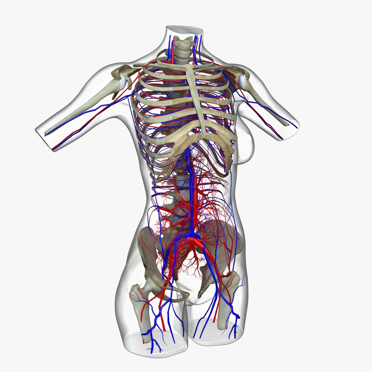 Anatomia do torso feminino americano africano Modelo 3D - TurboSquid 965309