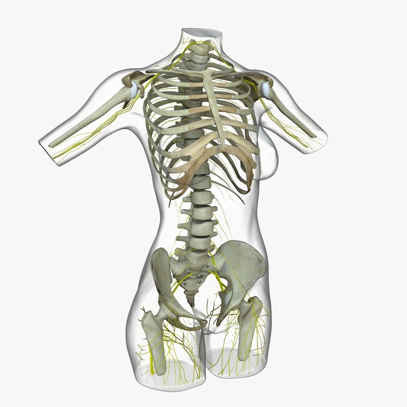 Anatomia do torso feminino americano africano Modelo 3D - TurboSquid 965309