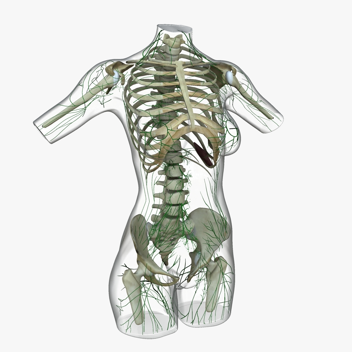 Anatomia do torso feminino americano africano Modelo 3D - TurboSquid 965309