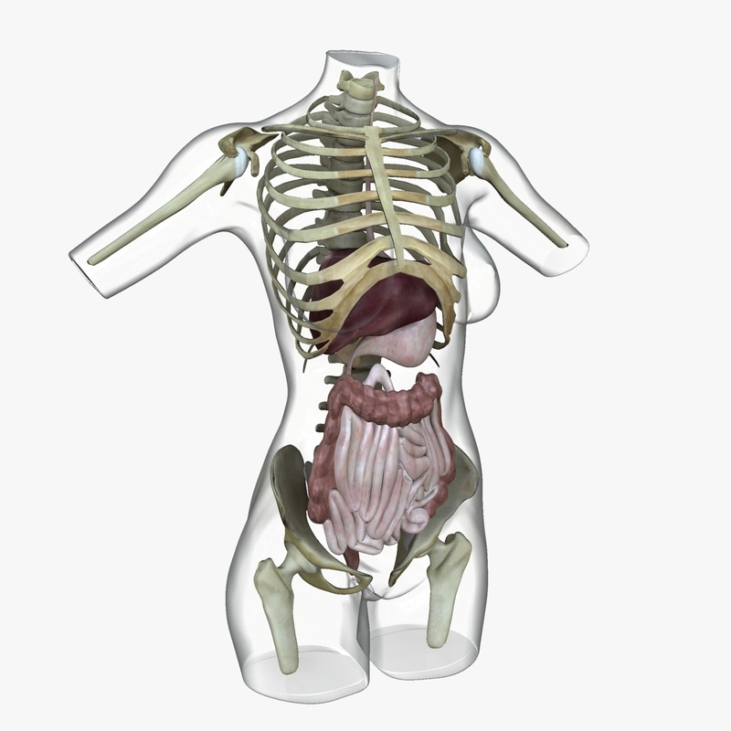 Anatomia do torso feminino americano africano Modelo 3D - TurboSquid 965309