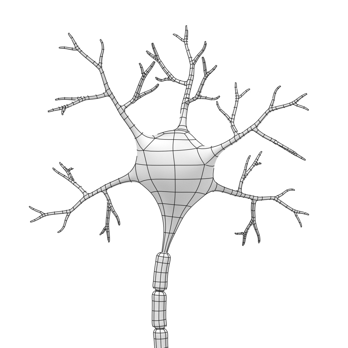 neuron network 3d model