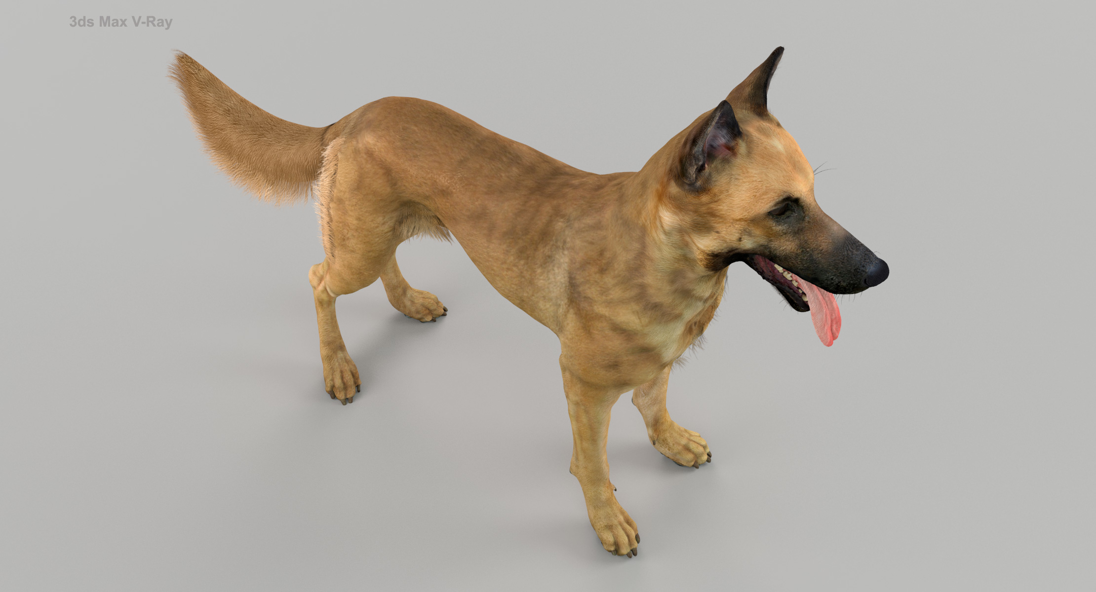 belgian shepherd dog fawn max