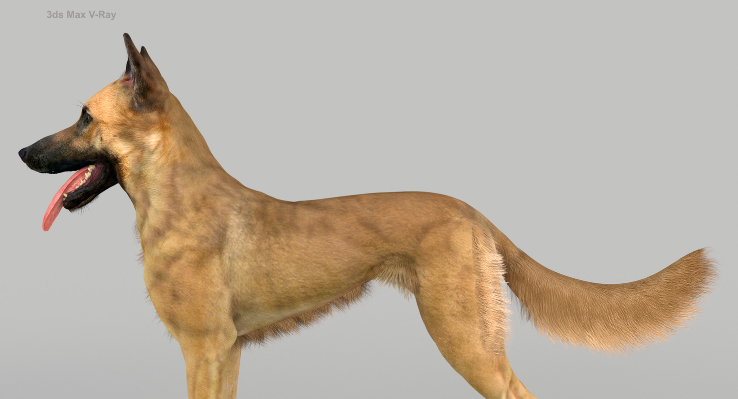 belgian shepherd dog fawn max