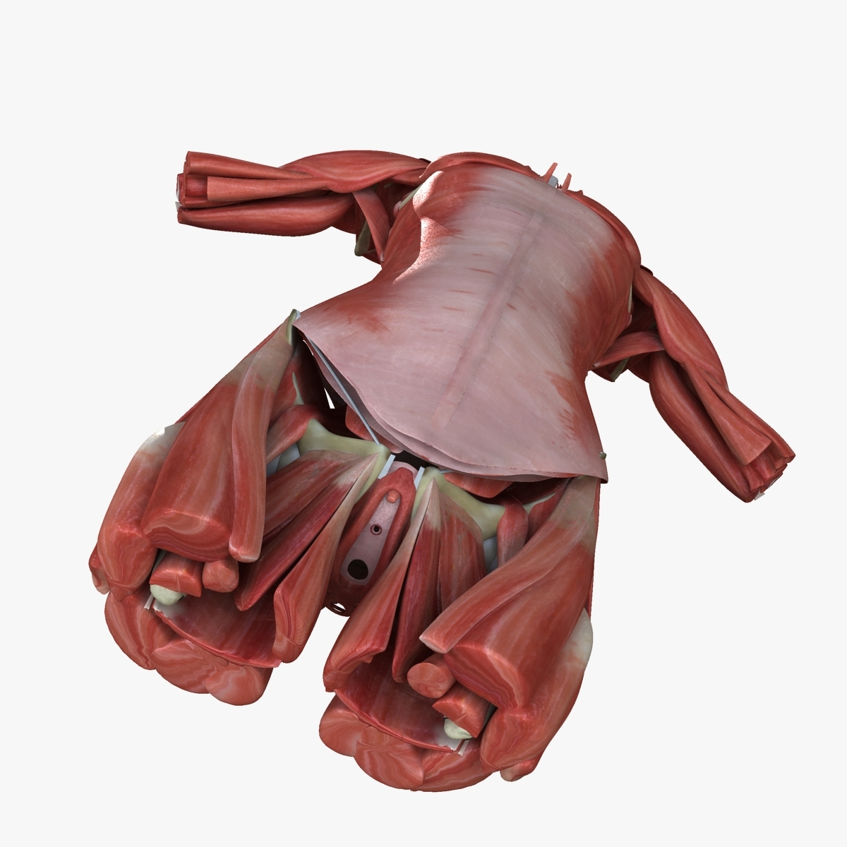 female torso muscles combo 3d model