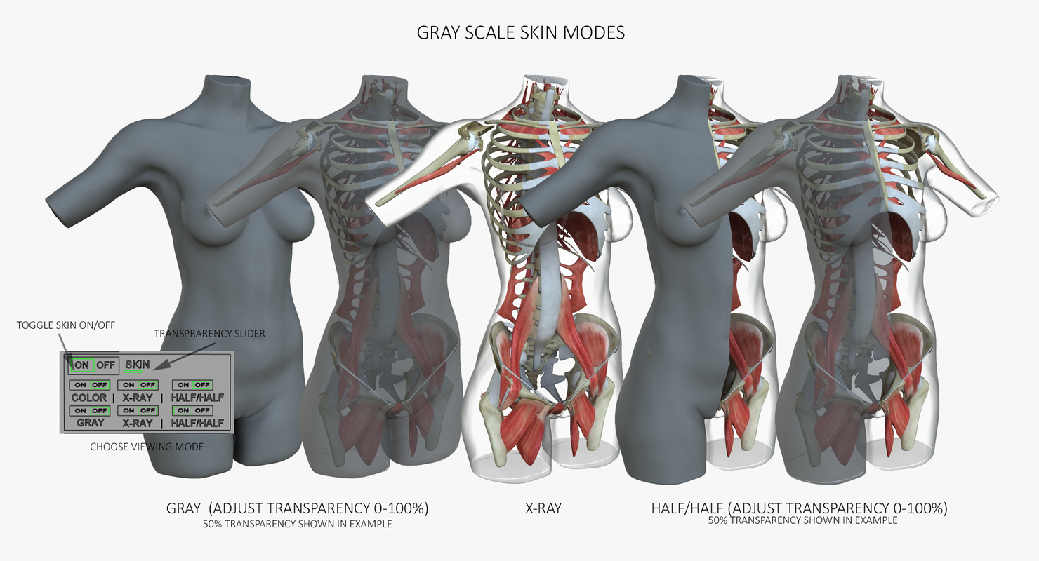 muscle anatomy female torso ma