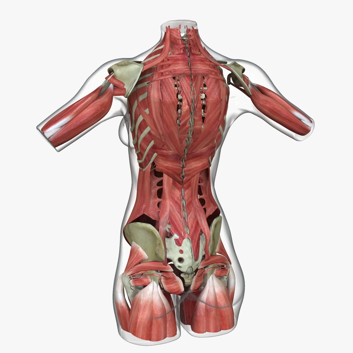 female torso muscles combo 3d model