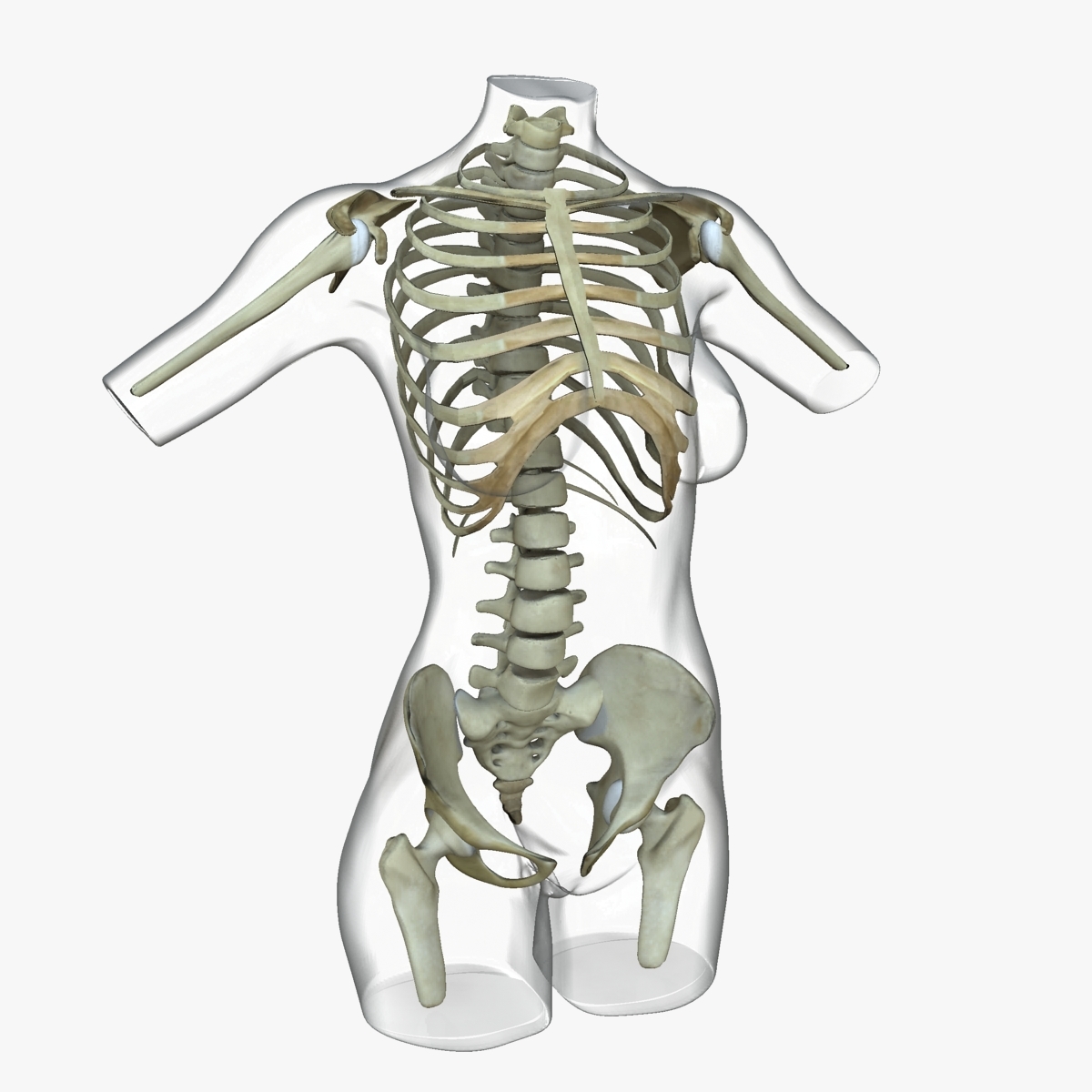 female torso muscles combo 3d model