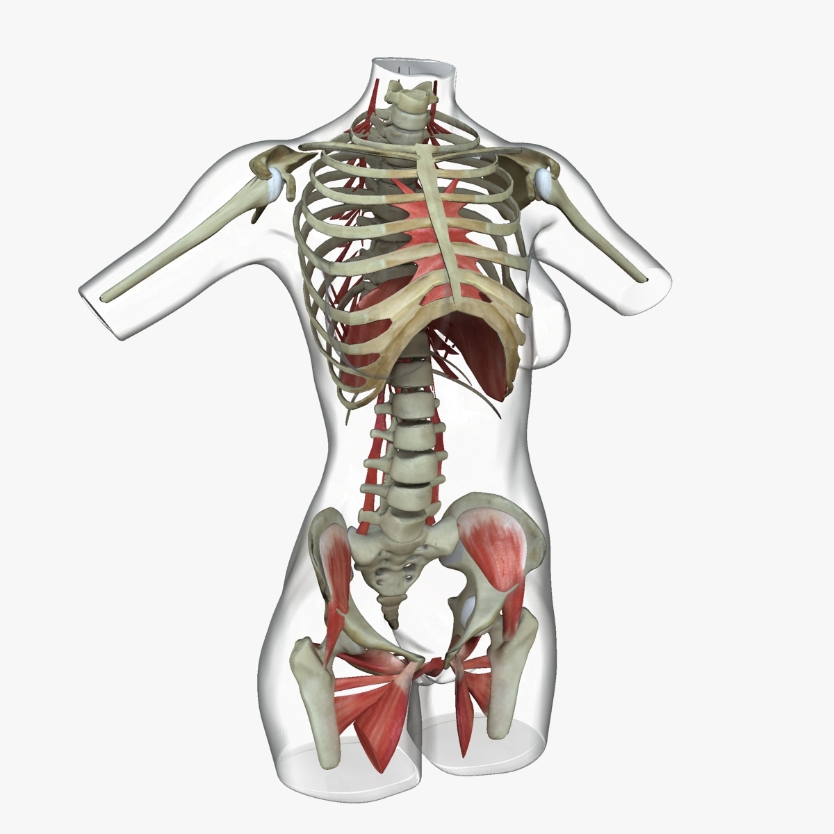 female torso muscles combo 3d model