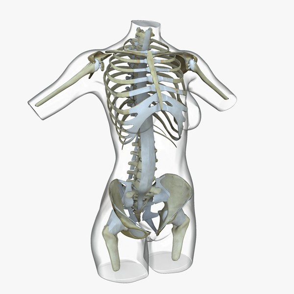 Weibliche Torso-Anatomie Combo 3D-Modell - TurboSquid 965586