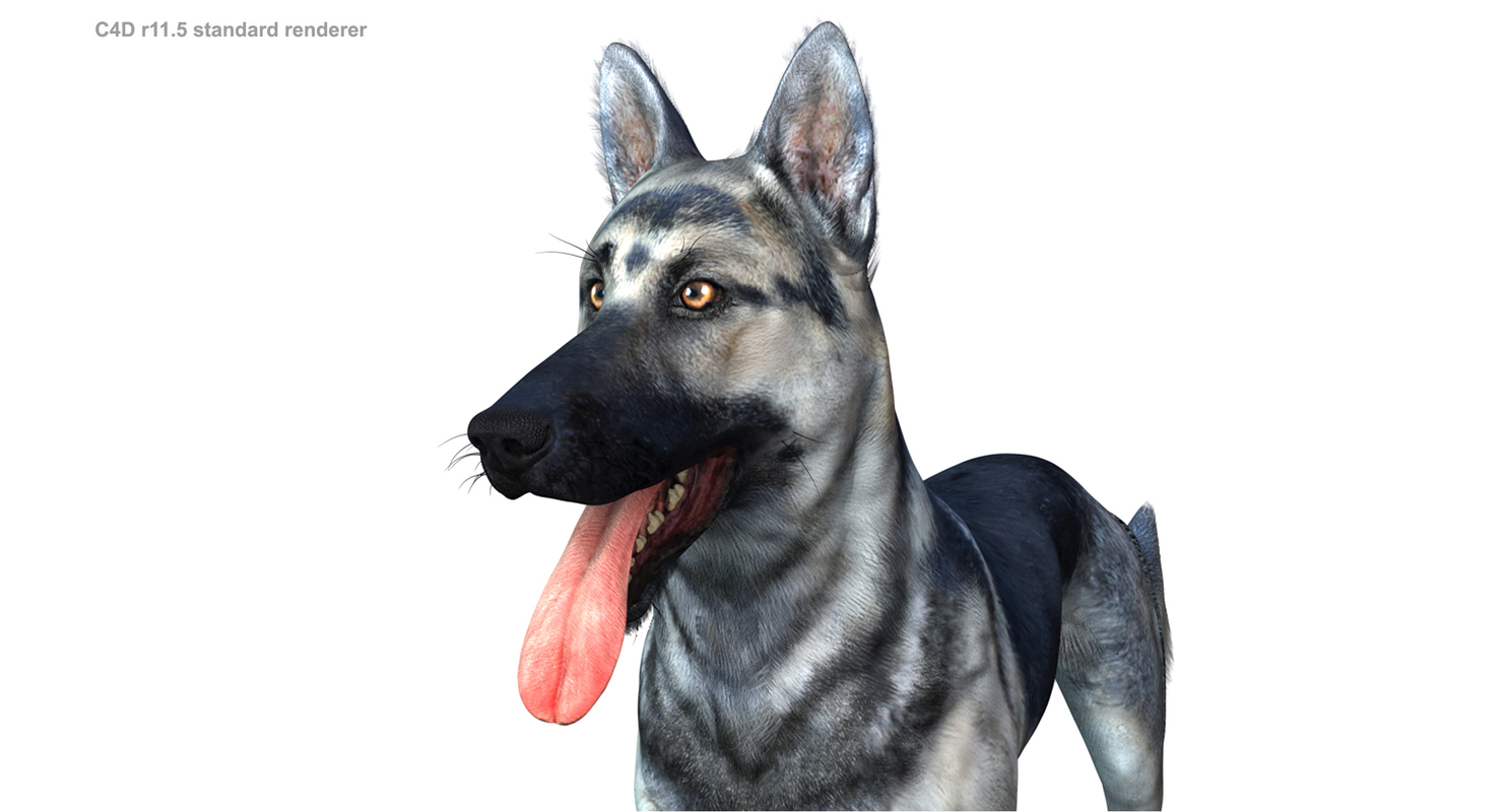 3d model belgian shepherd dog black