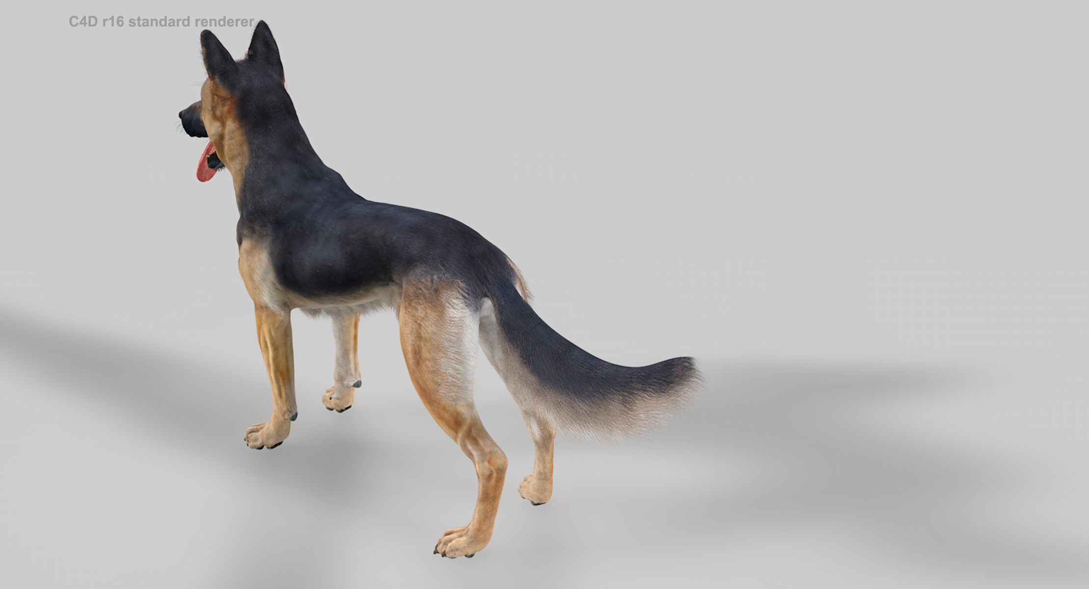 belgian shepherd dog black 3d max