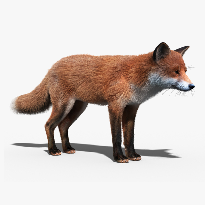 red fox fur rigged max