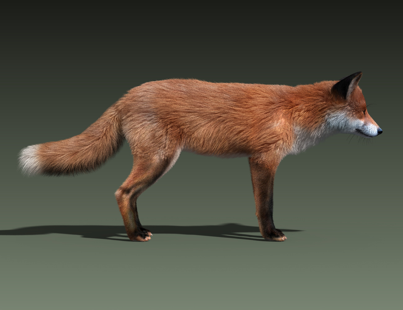 red fox fur hair animation 3d model