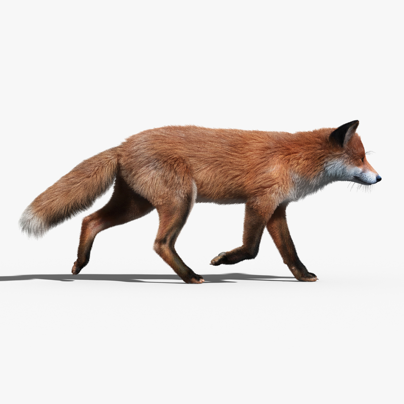 red fox fur hair animation 3d model