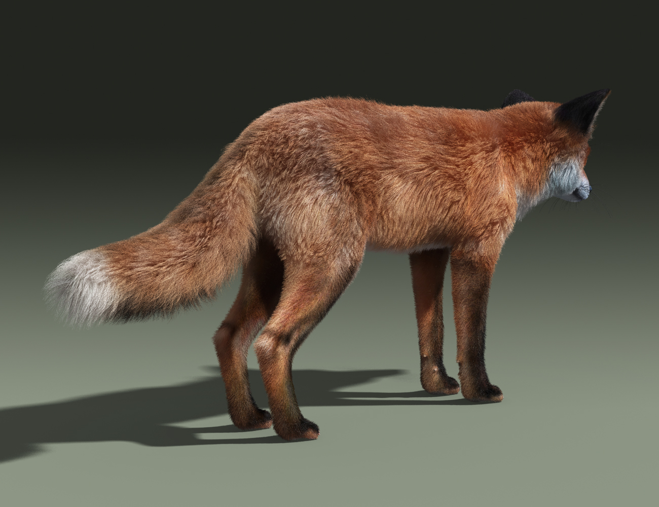 red fox fur hair animation 3d model