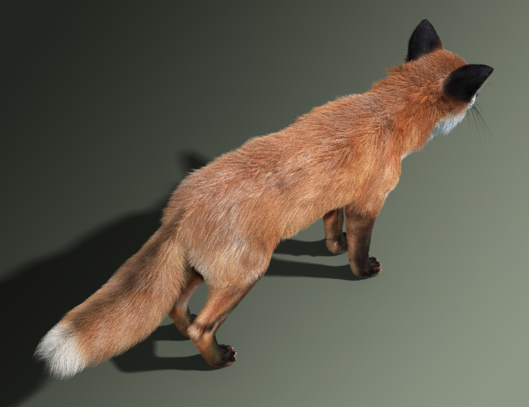 red fox fur hair animation 3d model