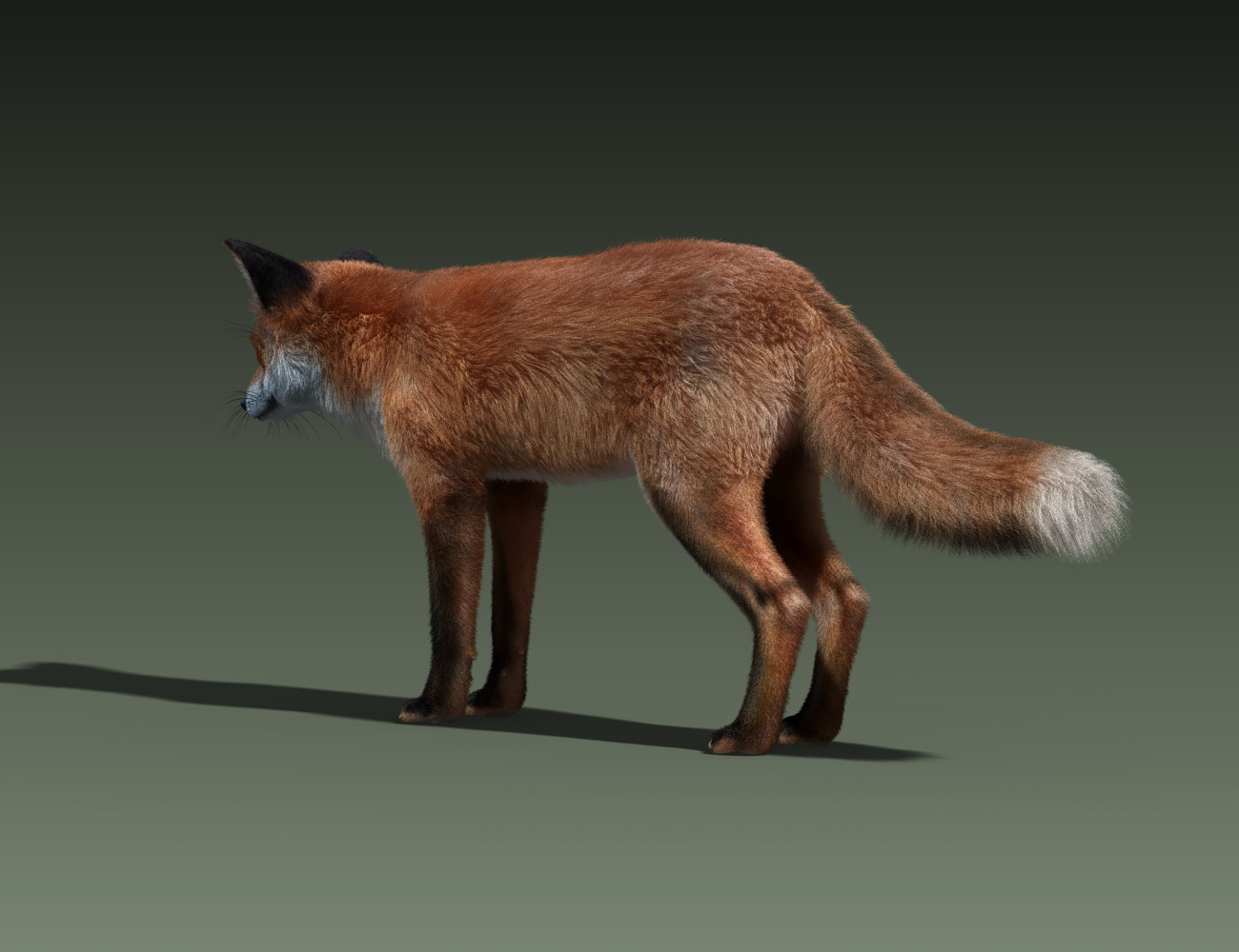 red fox fur hair animation 3d model