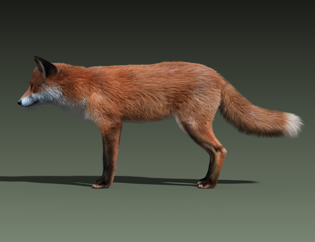 red fox fur hair animation 3d model