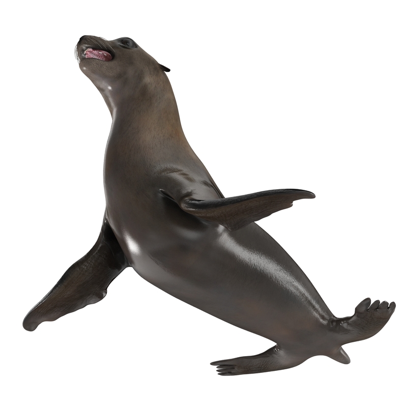 3d sea lion model