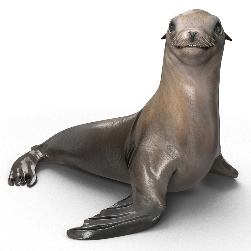 sea lion pose 2 3d 3ds