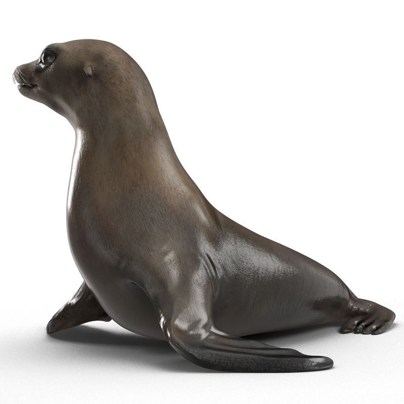 sea lion pose 2 3d 3ds