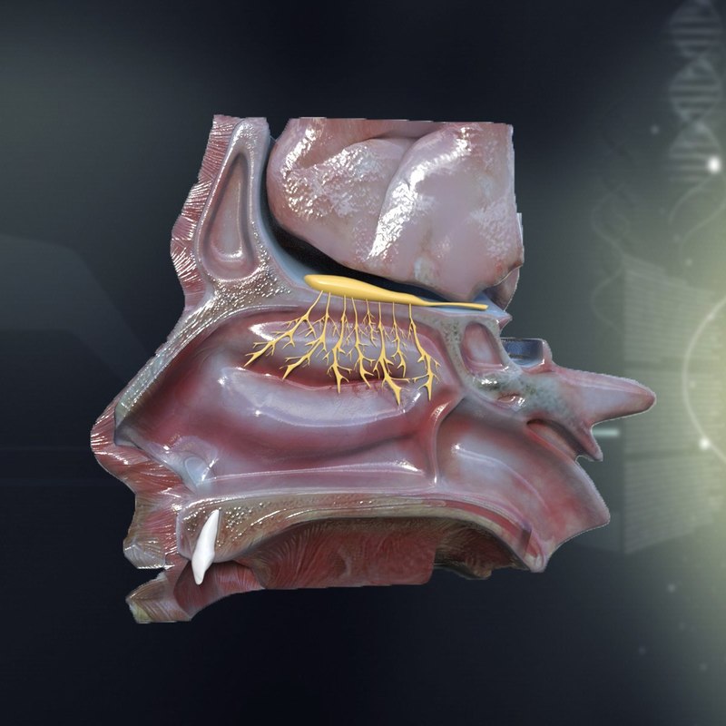 3ds max human nose anatomy