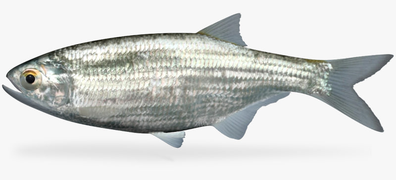 hiodon tergisus mooneye x