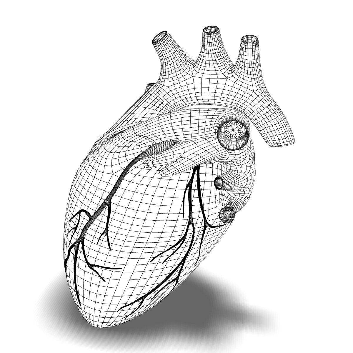 3d human heart anatomy model