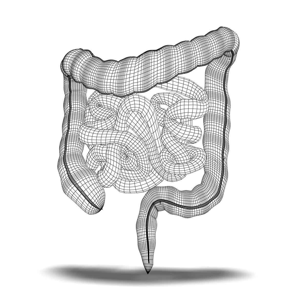 human intestines anatomy 3d model