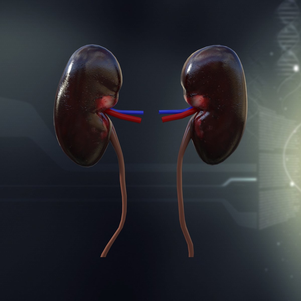 3d human kidney anatomy model