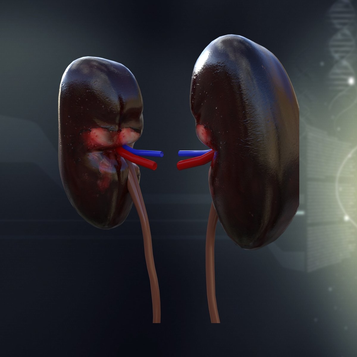 3d human kidney anatomy model