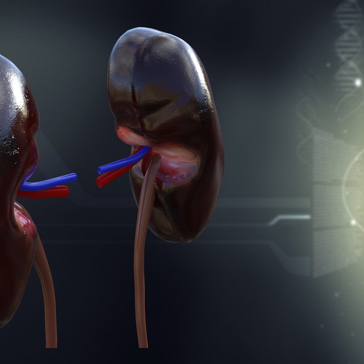 3d human kidney anatomy model